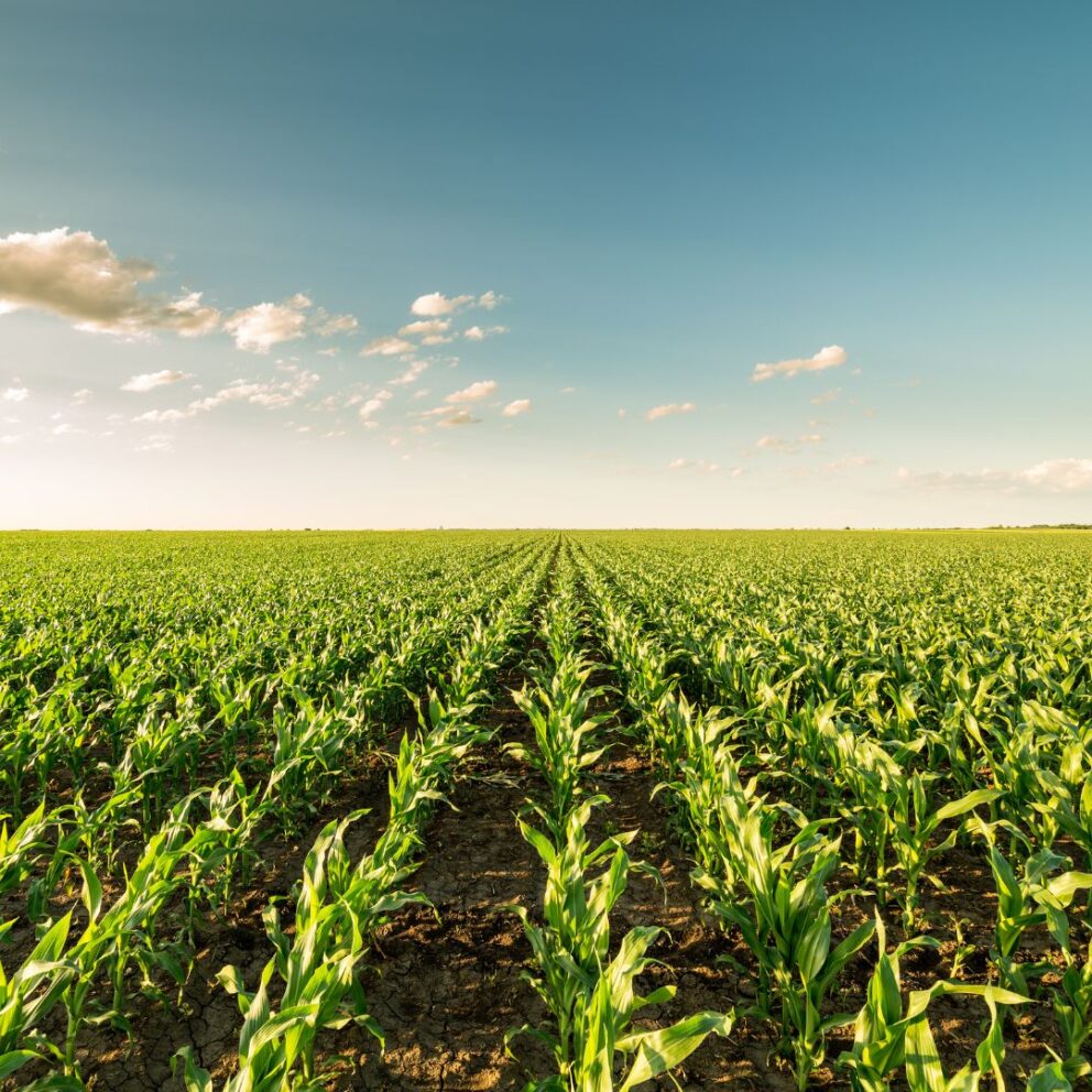 IRS Provides Blanket Underpayment Penalty Relief for Qualifying Farmers ...